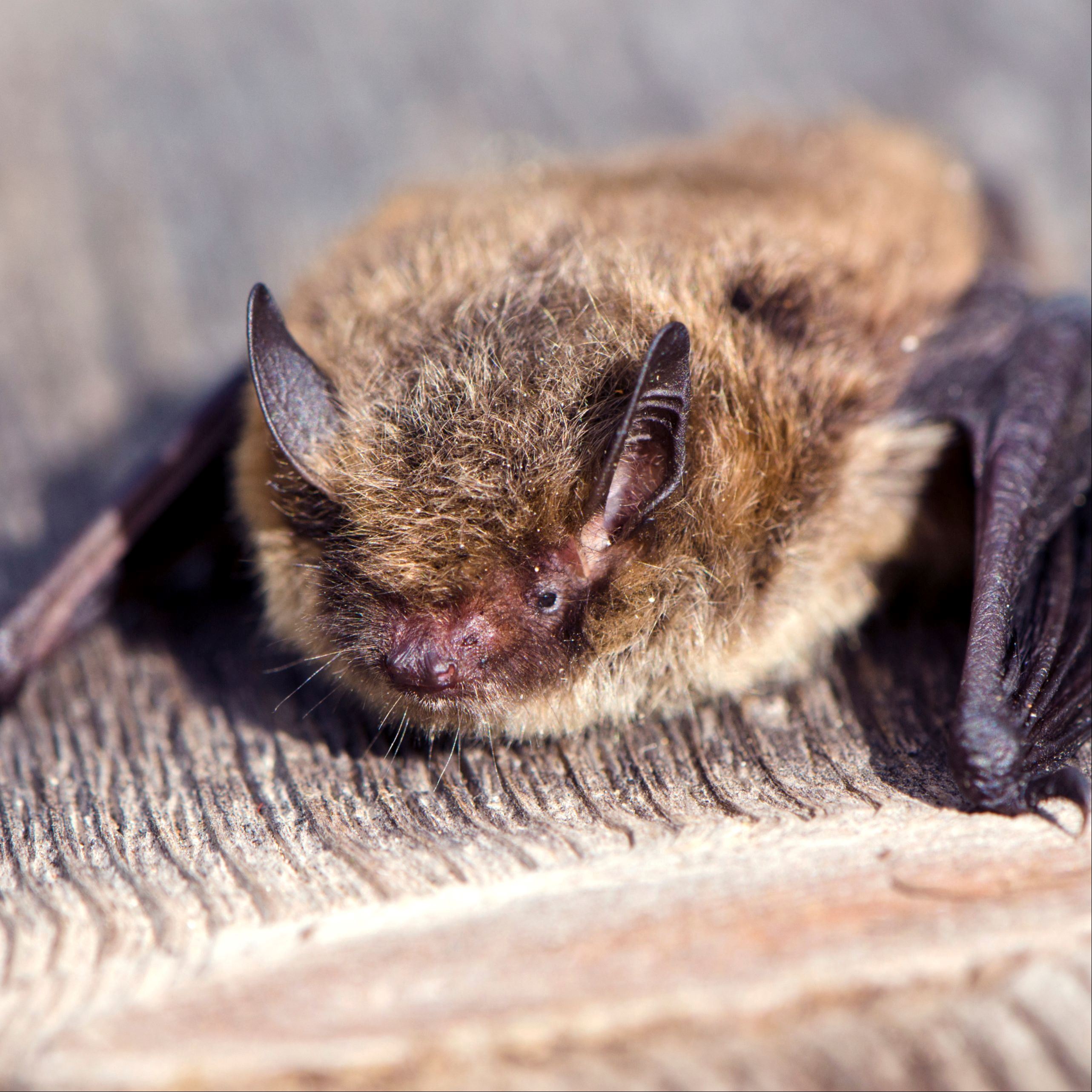 Island County, WA | Official Website